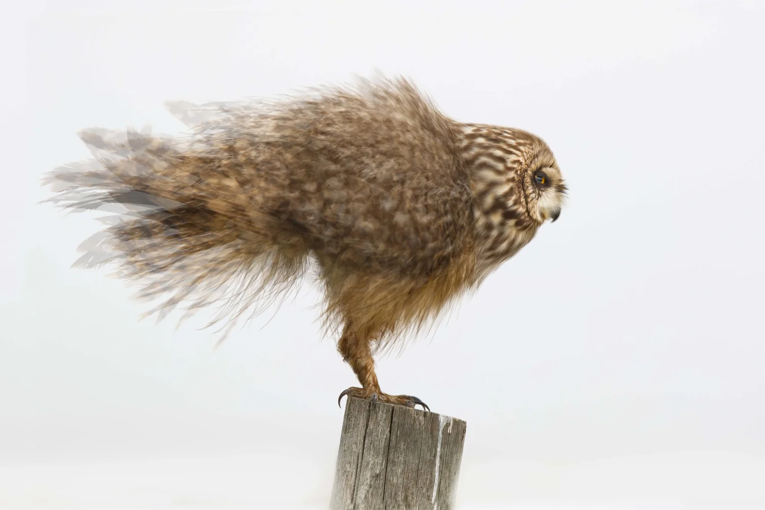 Secrets of a Short-eared owl — Jacques van Wijlick