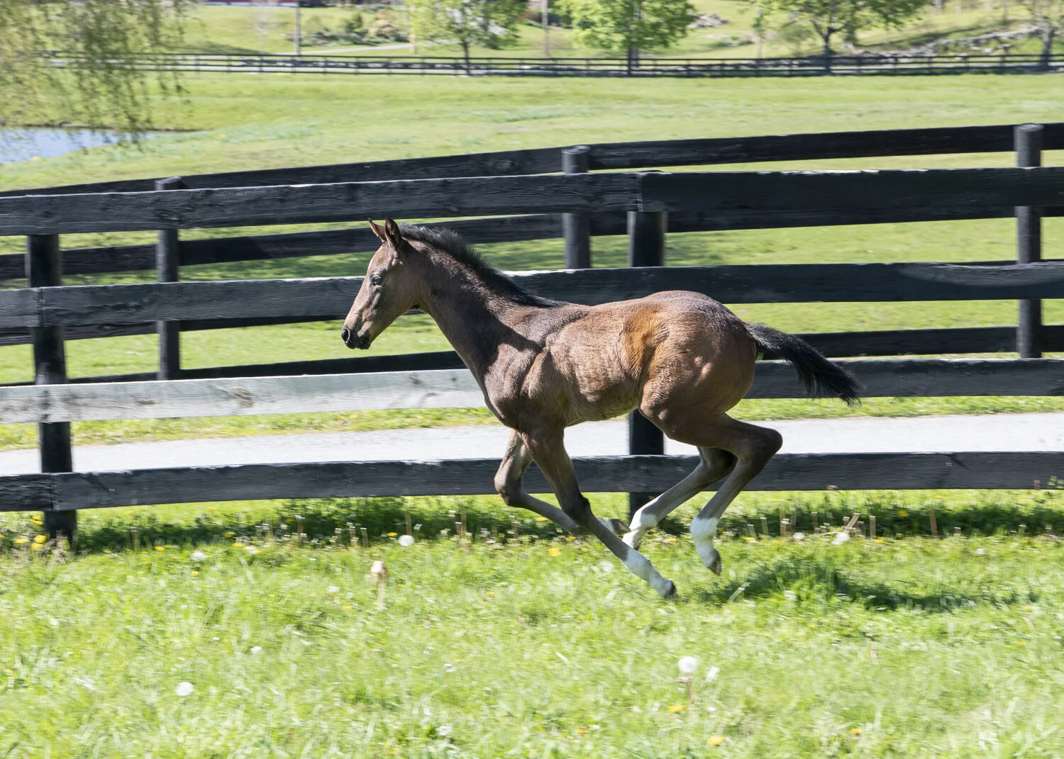 Horses — Edition Farm