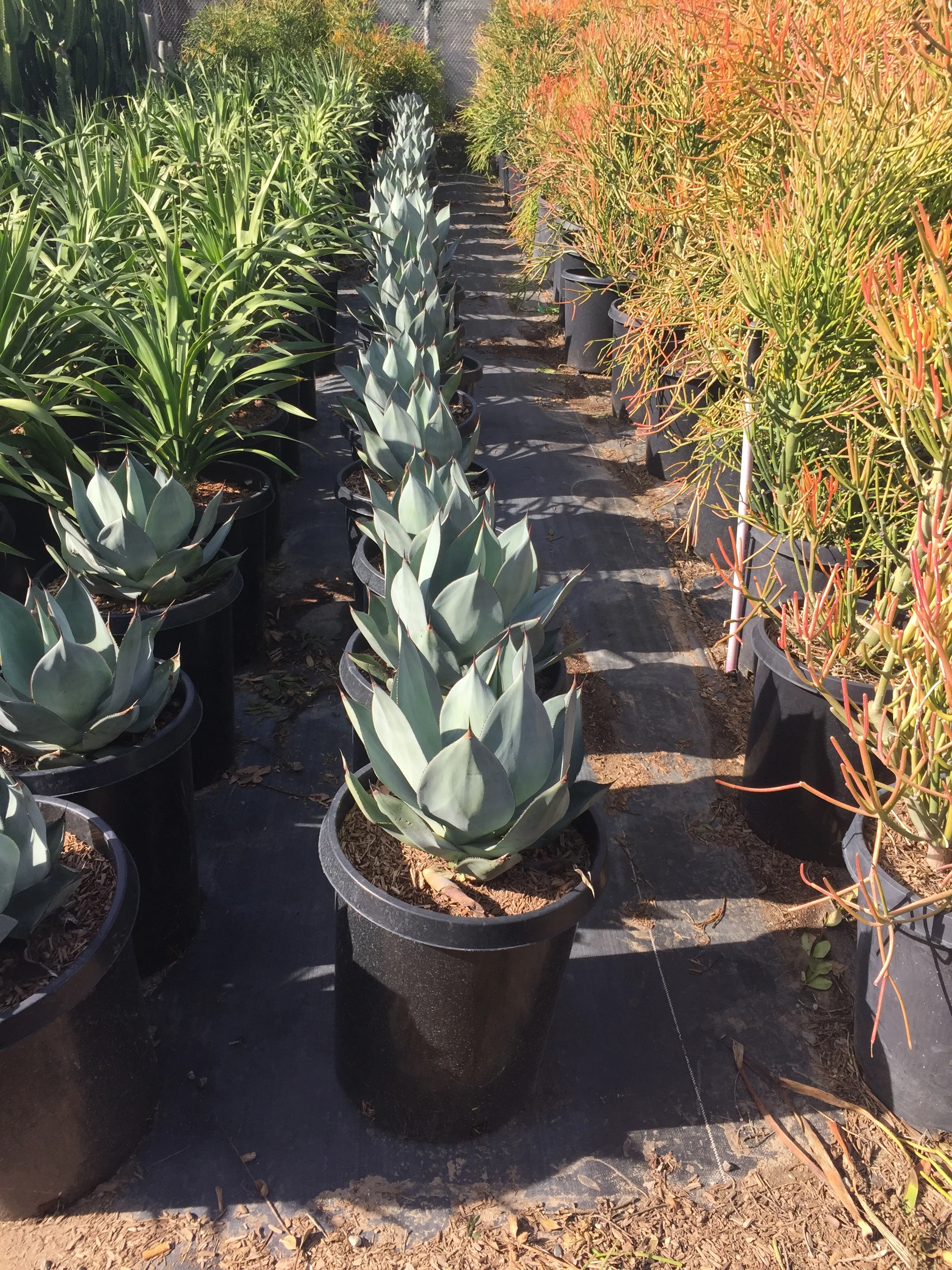 Nursery — Plantasia