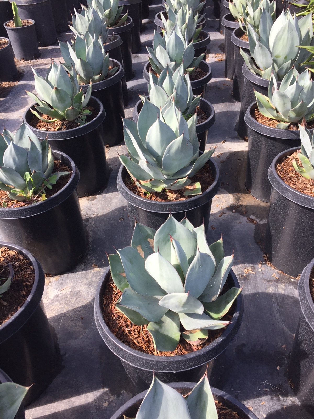 Nursery — Plantasia