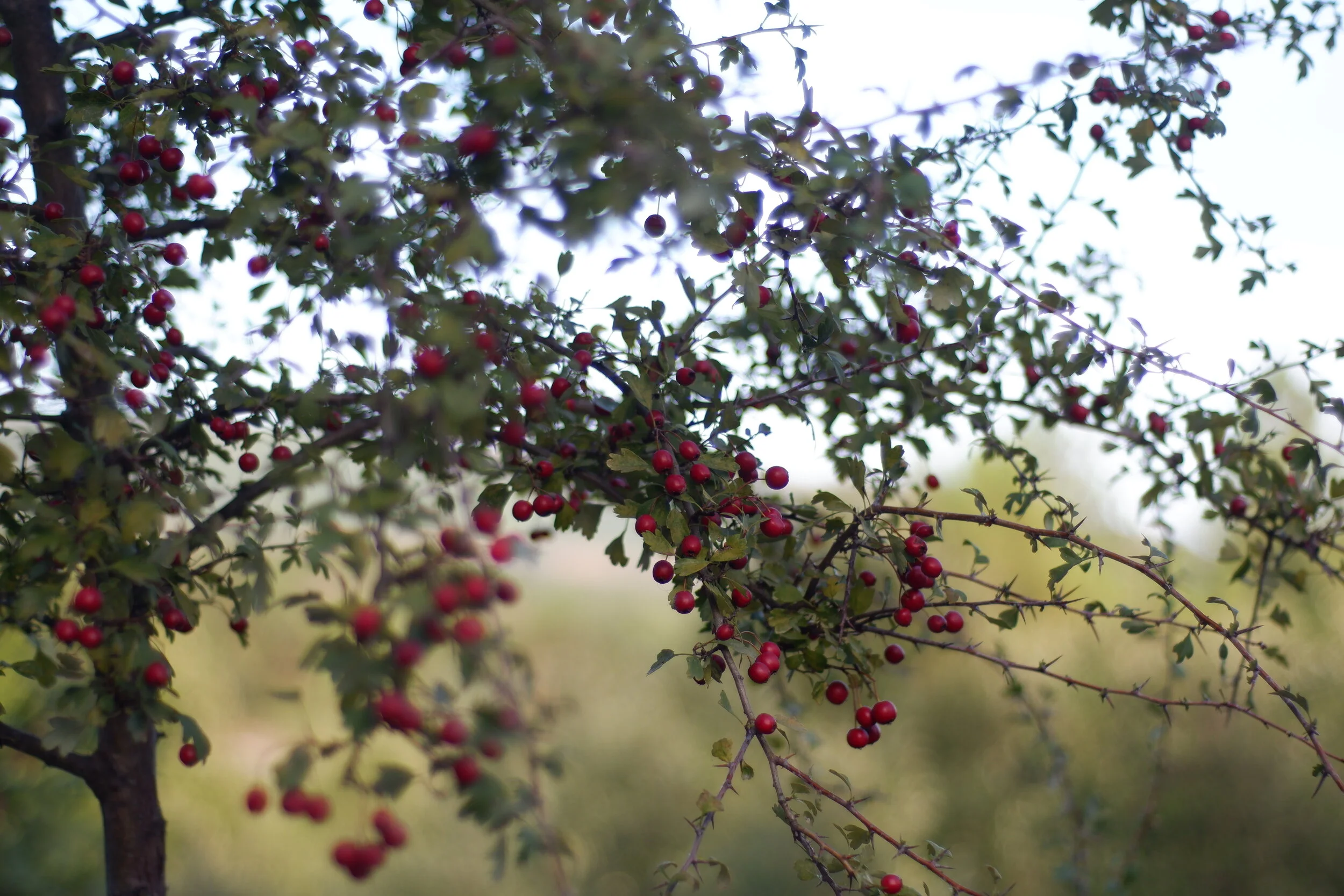 Hawthorn oxymel — OLIVE TREES + MOON