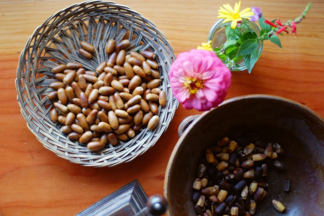 Did someone say acorn "coffee"? — OLIVE TREES + MOON