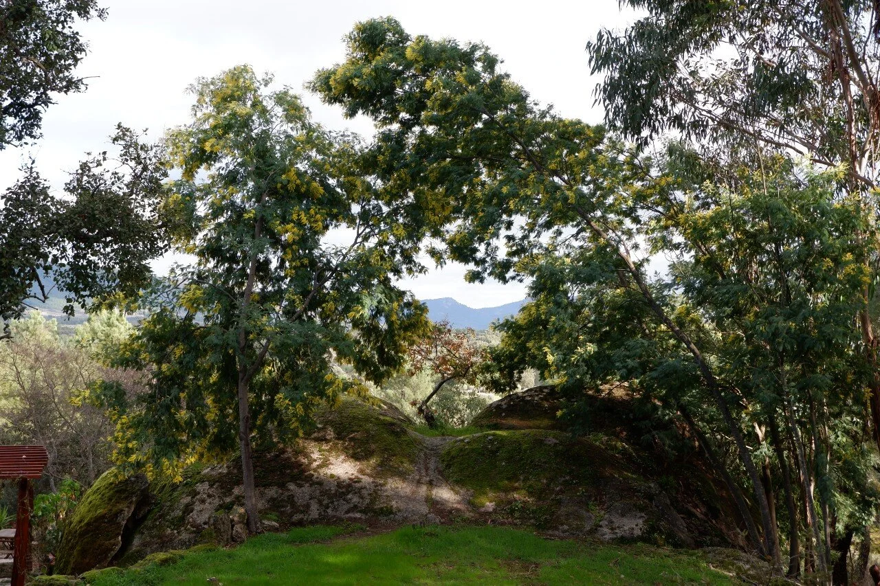 Imbolc blessings — OLIVE TREES + MOON