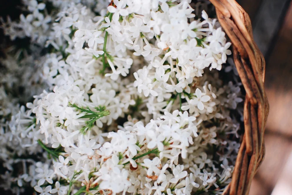 A springtime flower honey — OLIVE TREES + MOON