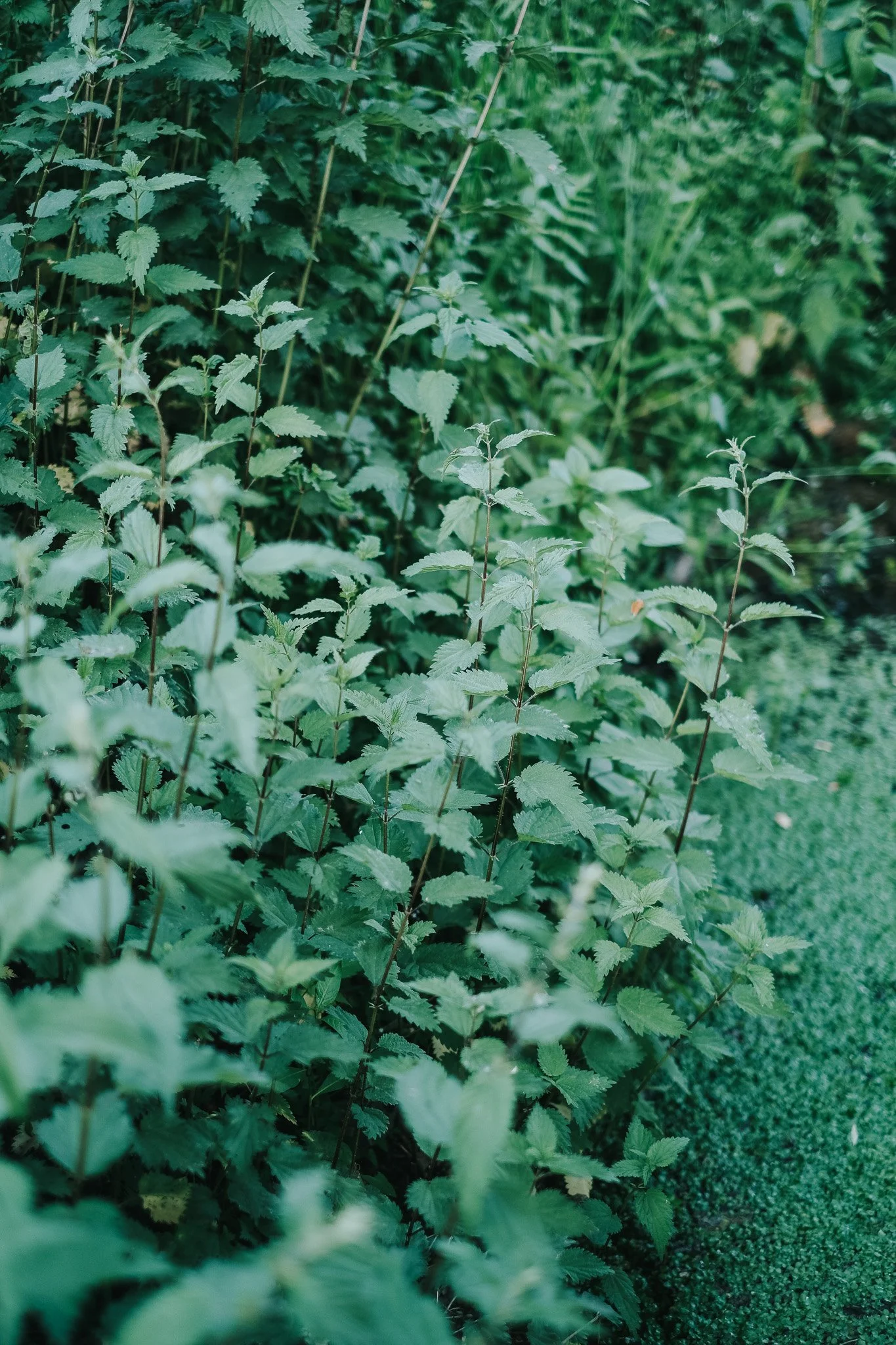 an ode to nettle — OLIVE TREES + MOON