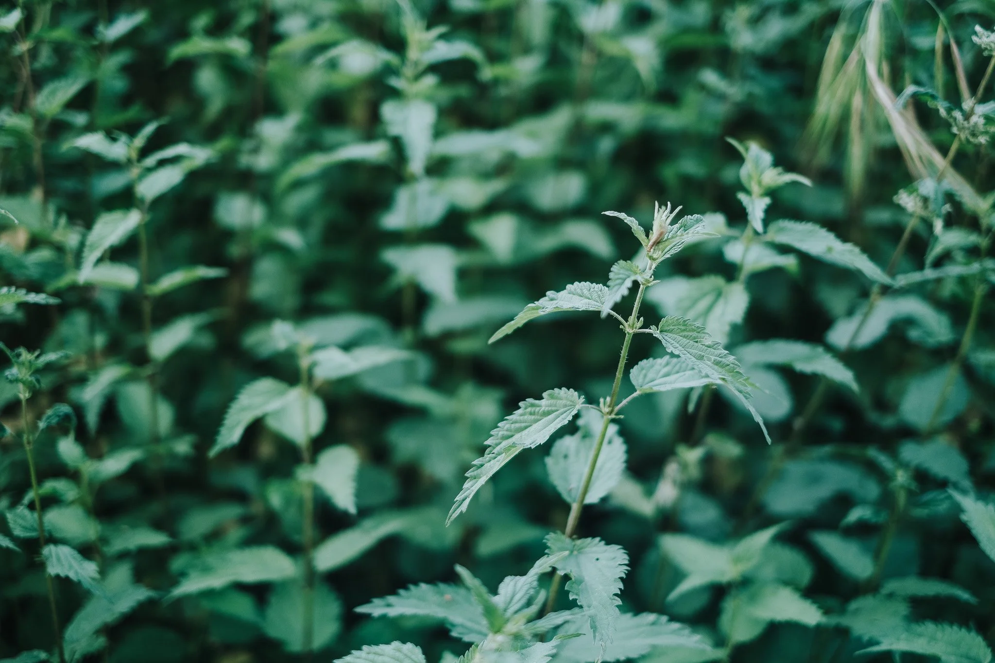an ode to nettle — OLIVE TREES + MOON