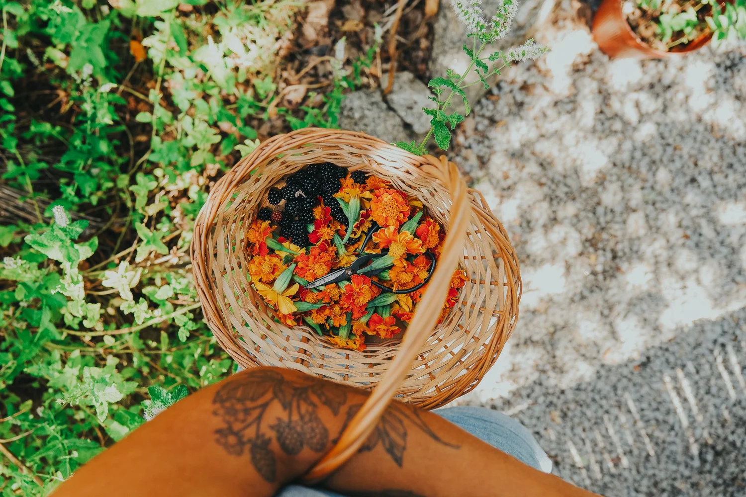 summer's botanical dyes — OLIVE TREES + MOON