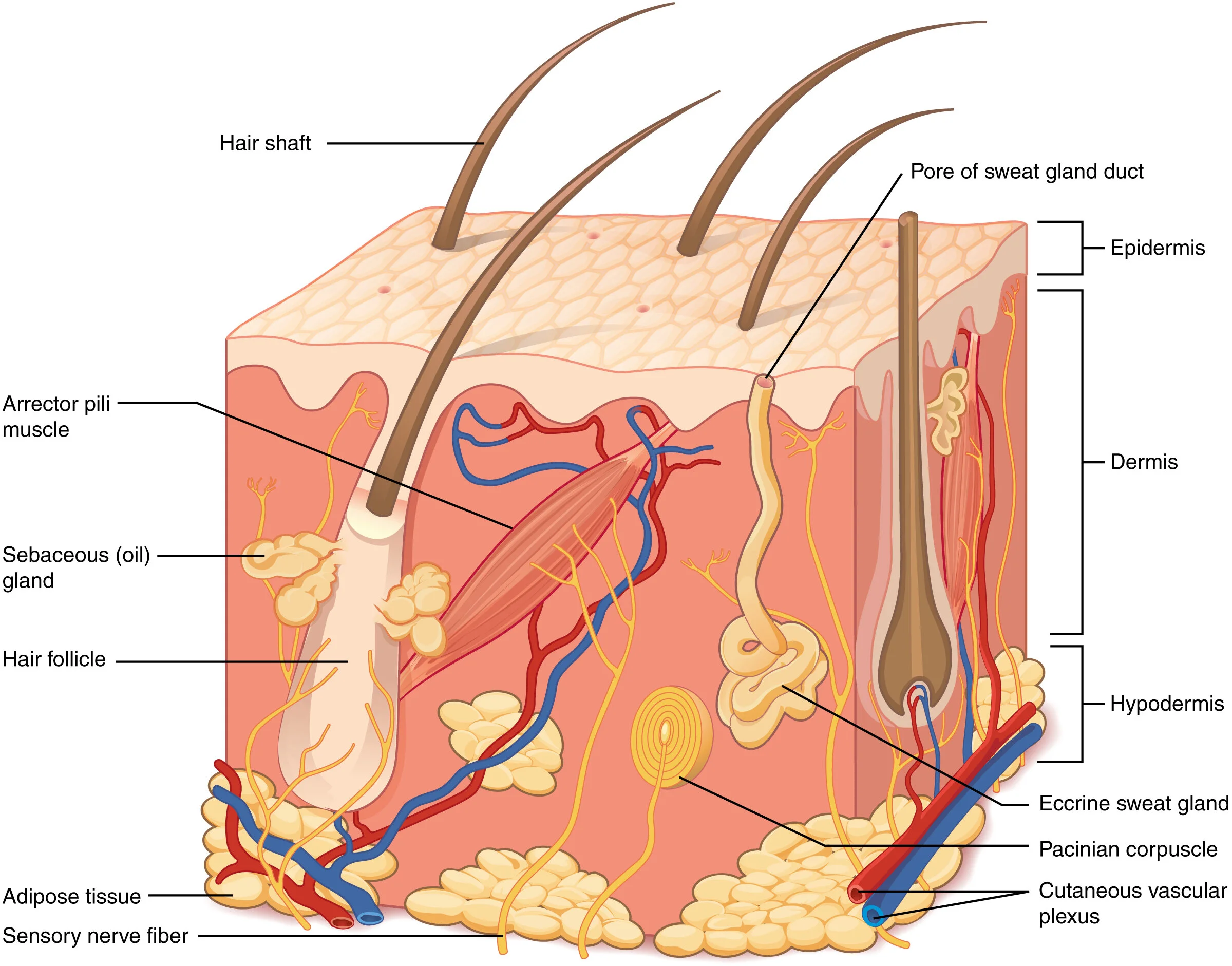 Sensory Nerve Fibers