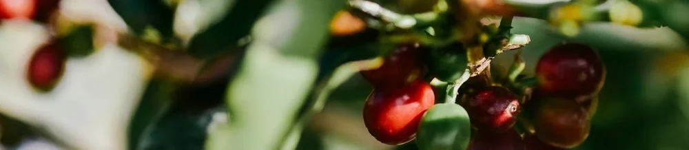 SCA Course Calendar — ROCC