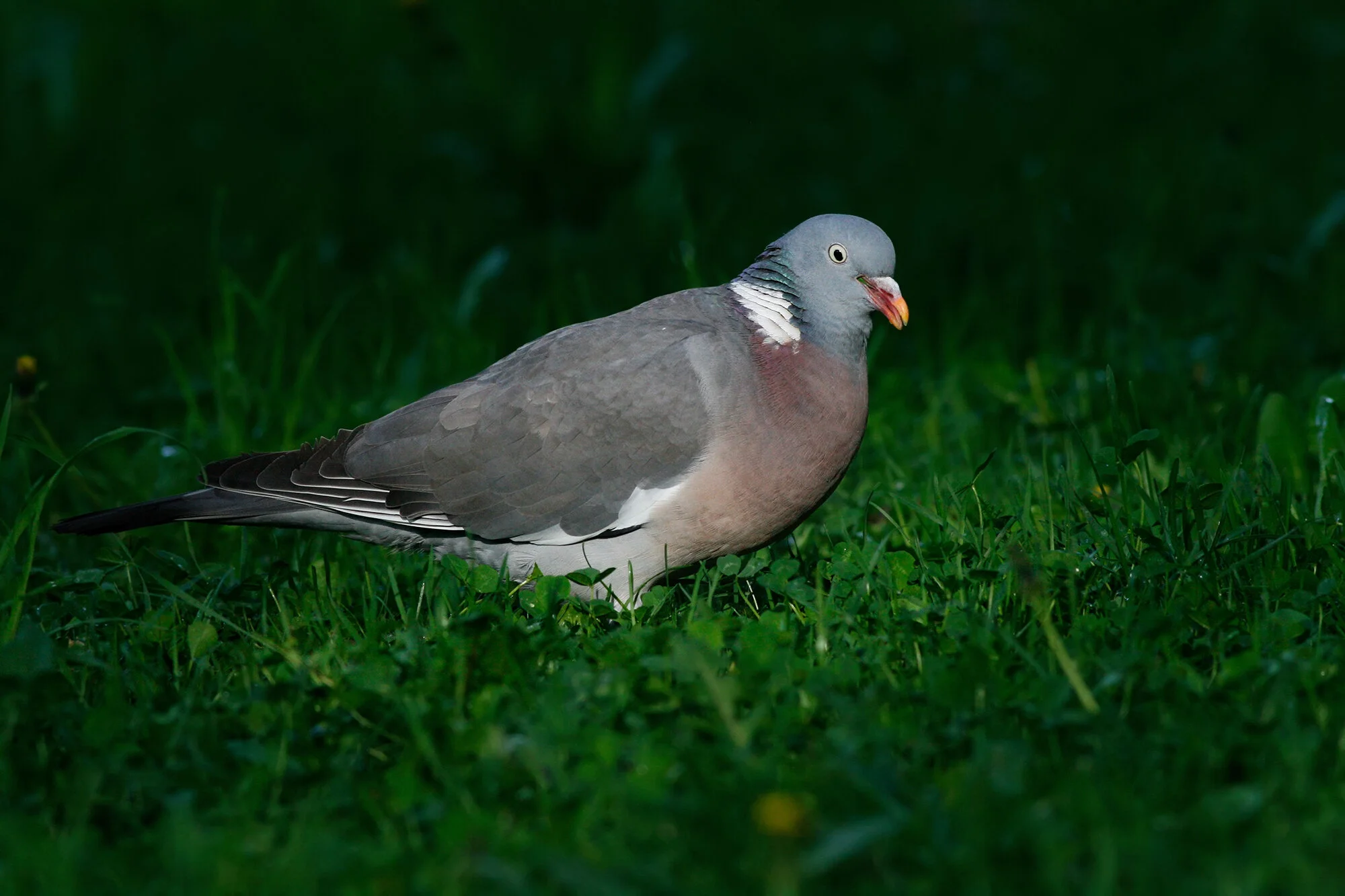 Common Wood-Pigeon — Ivan Sjögren Photography