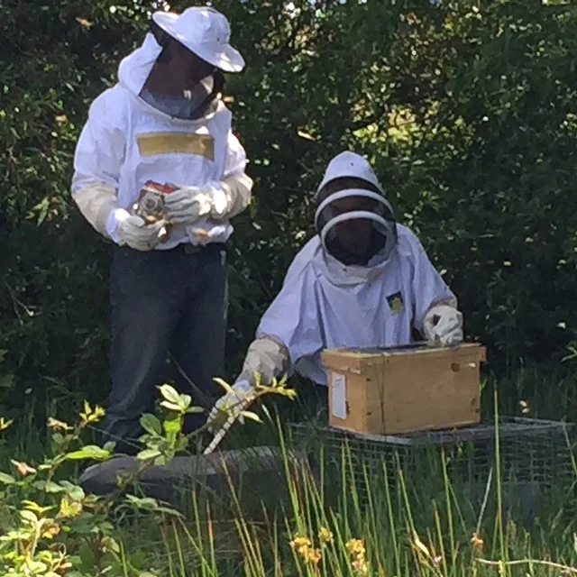 Keeping Honey Bees Naturally — April Danann