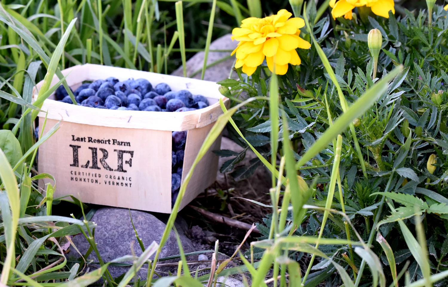 FARMERS MARKETS — Last Resort Farm