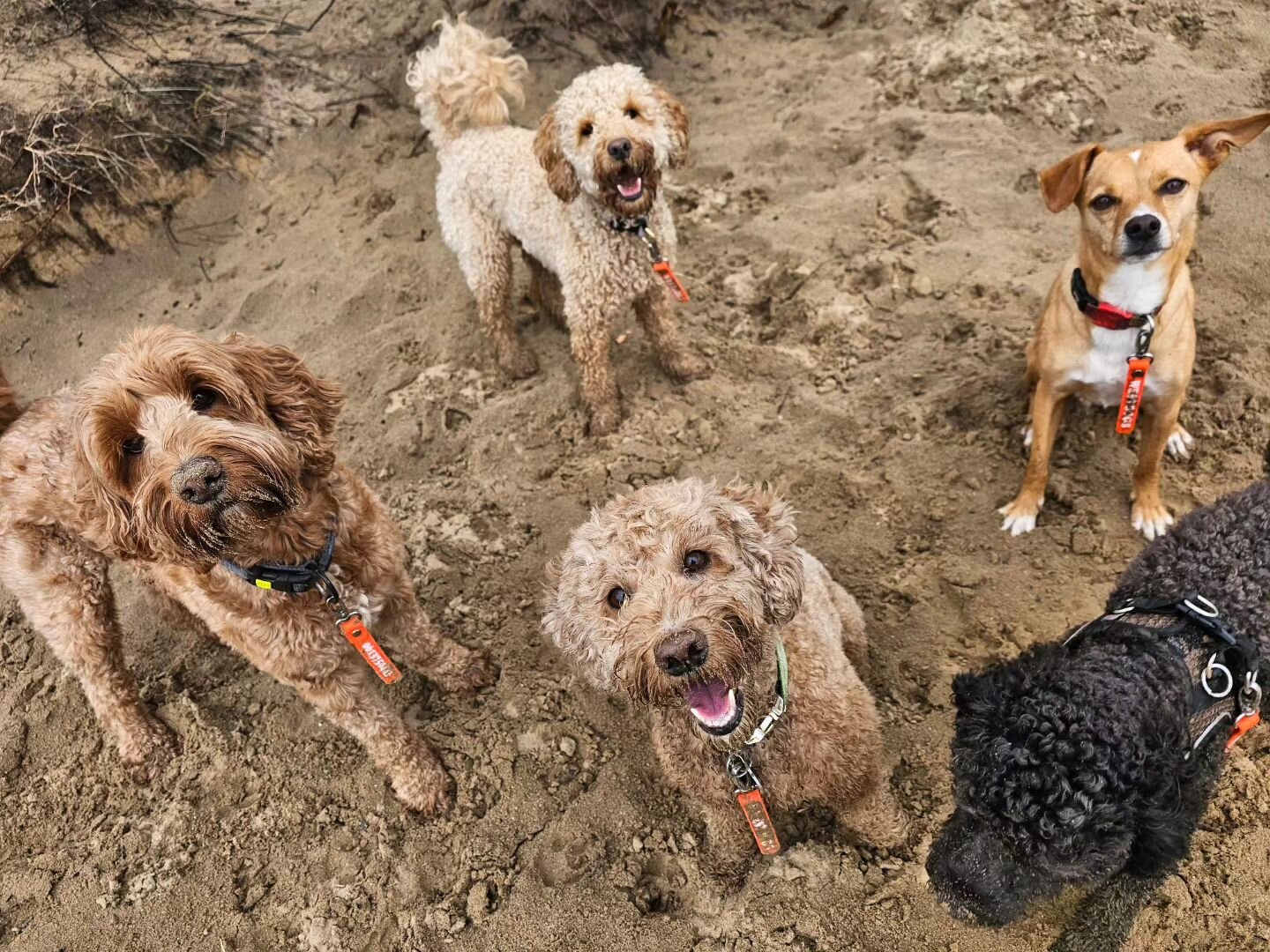 West Dogs - Hondenuitlaatservice voor Amsterdam West & Oud-Zuid
