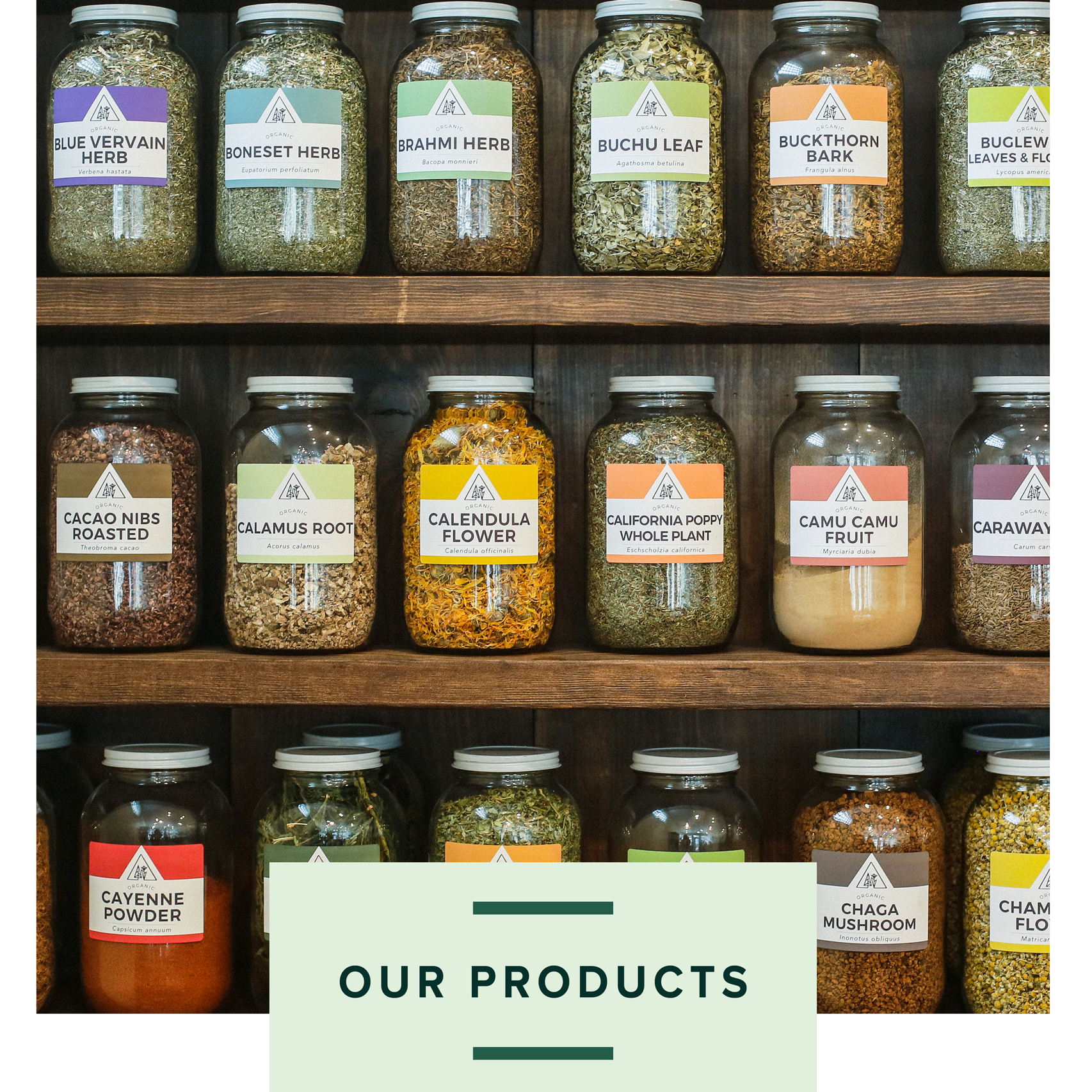 FOREST & MEADOW-Home