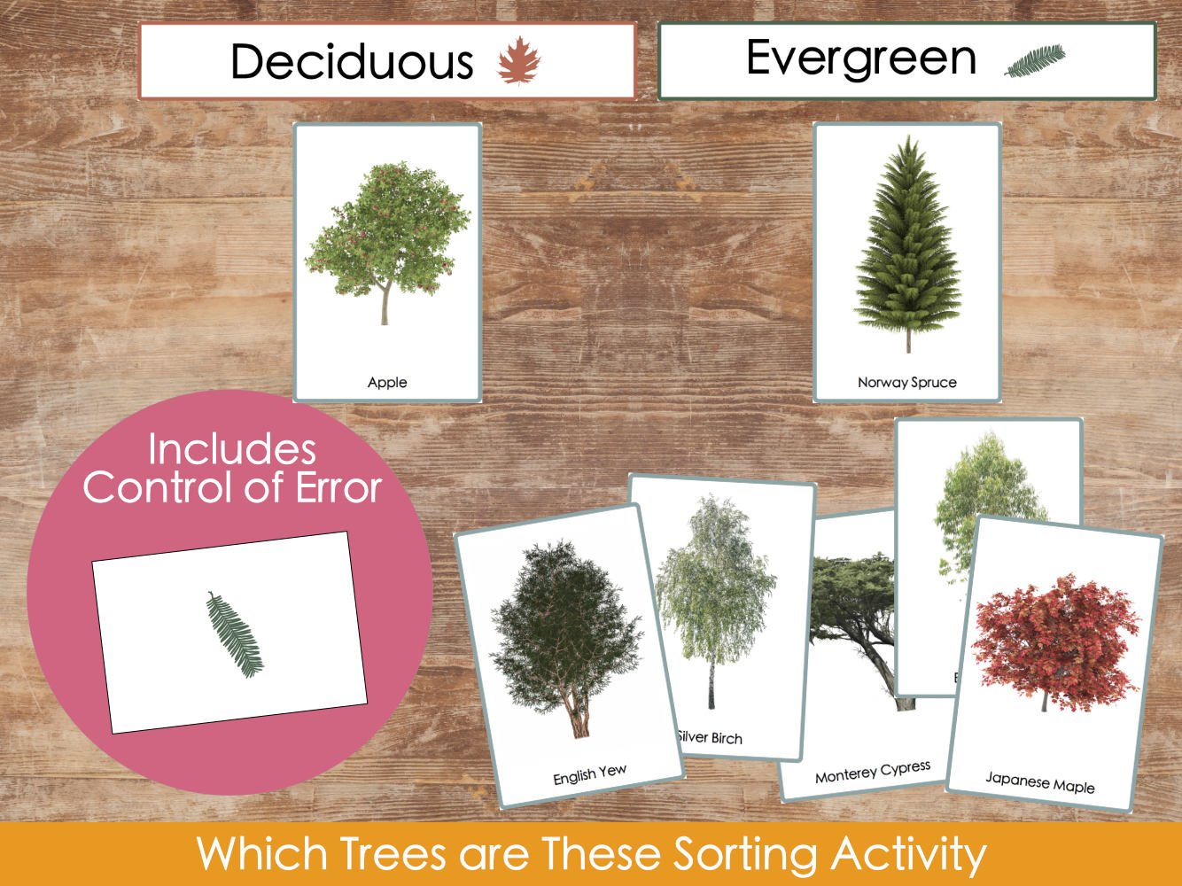 Child of the Redwoods