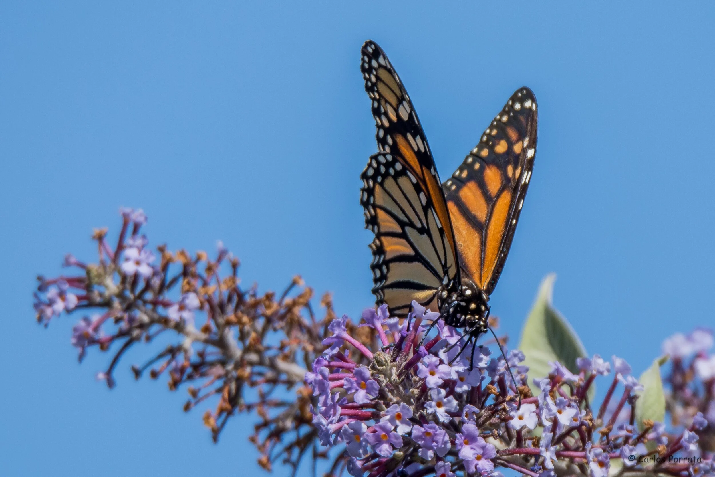 Western Monarchs — EAC