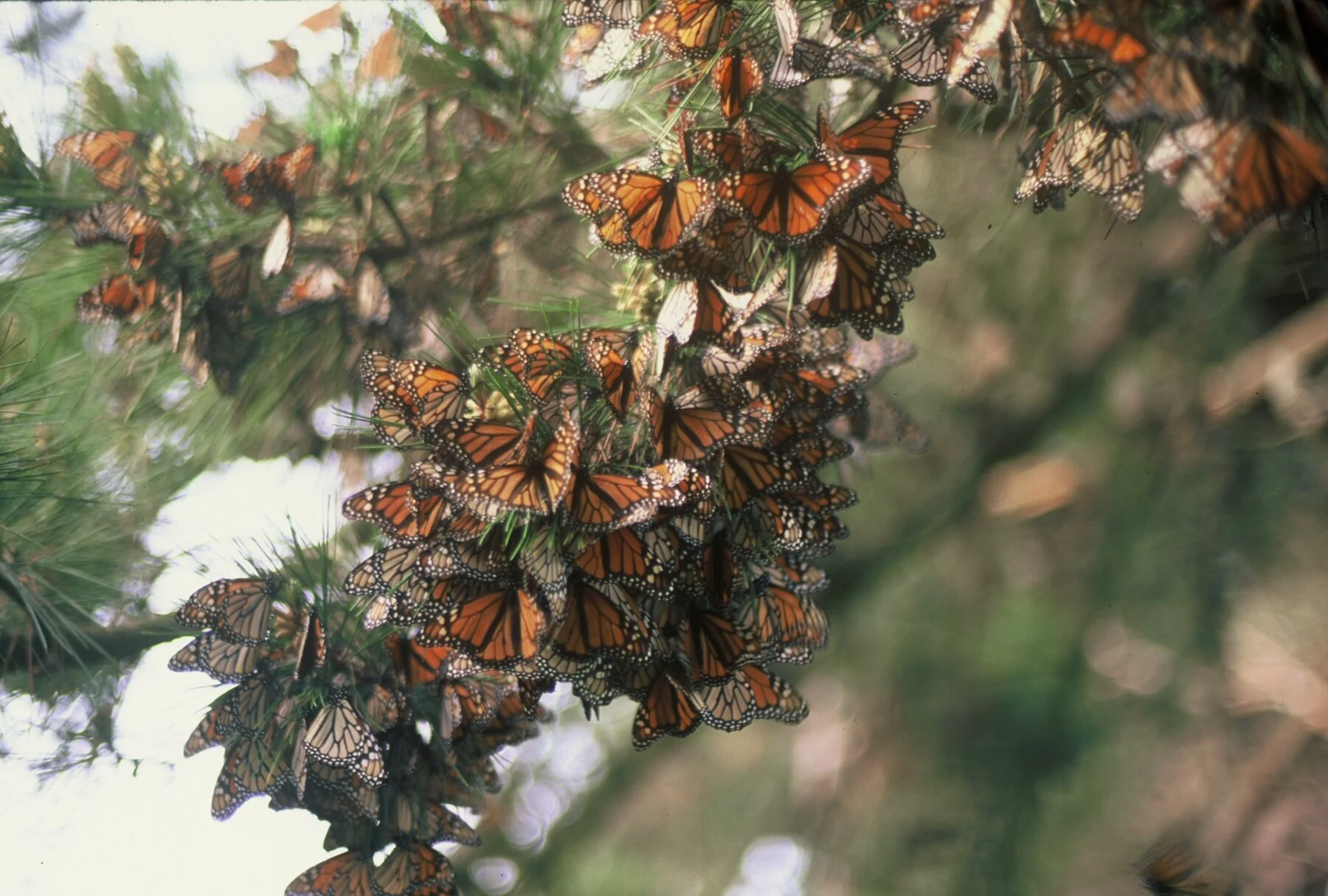 Western Monarchs — EAC
