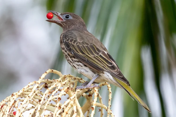 Northern Rivers NSW - Australia's Wonderful Birds