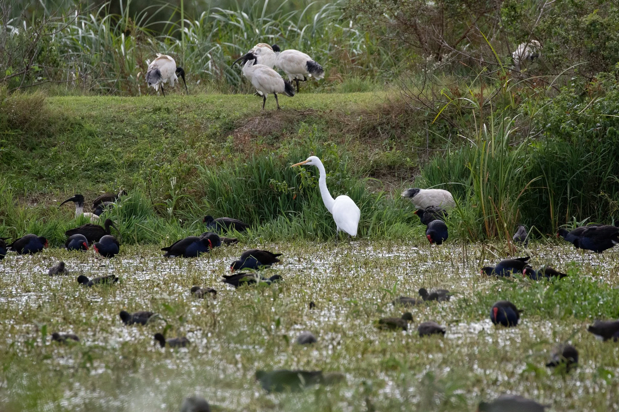 Birds of Australia
