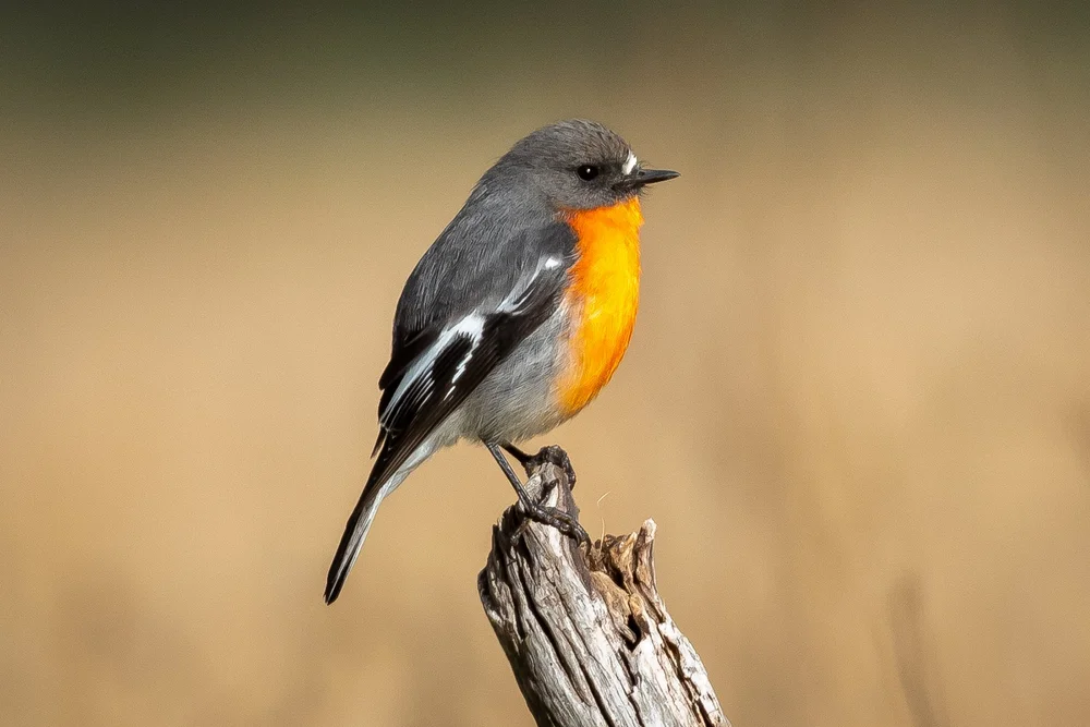 Cowra NSW Birds - Australia's Wonderful Birds