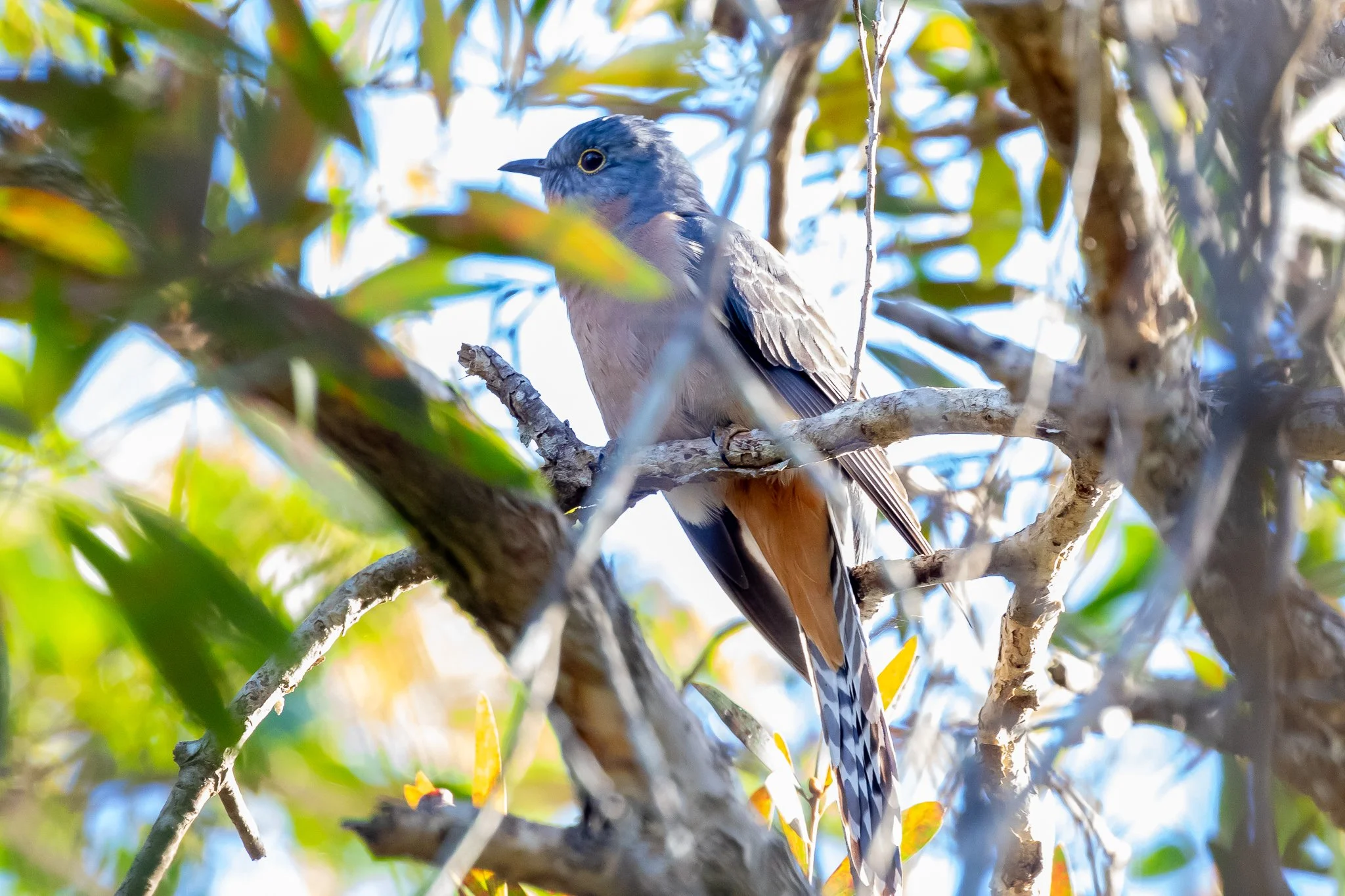 Birds of Australia