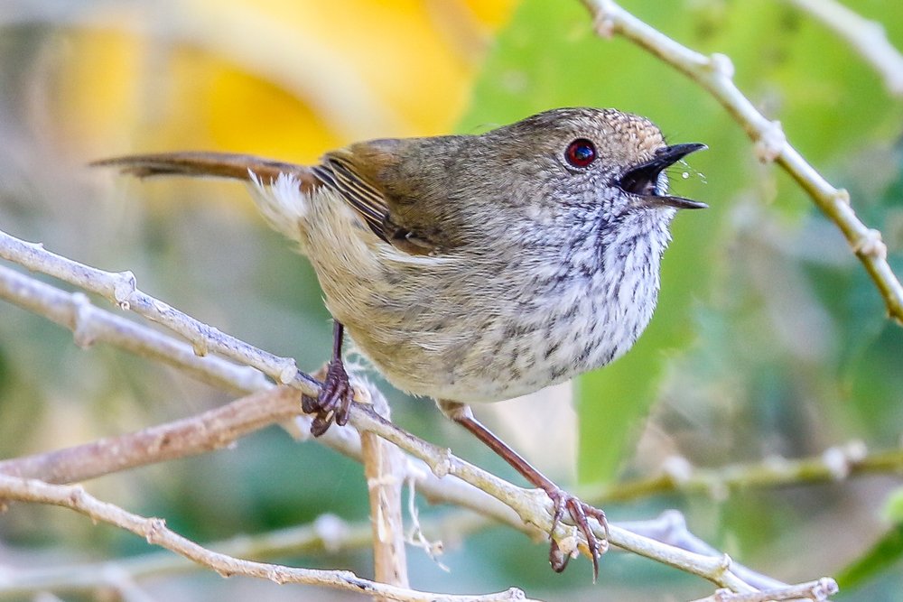 Australian Birds Of The Bush - Australia's Wonderful Birds