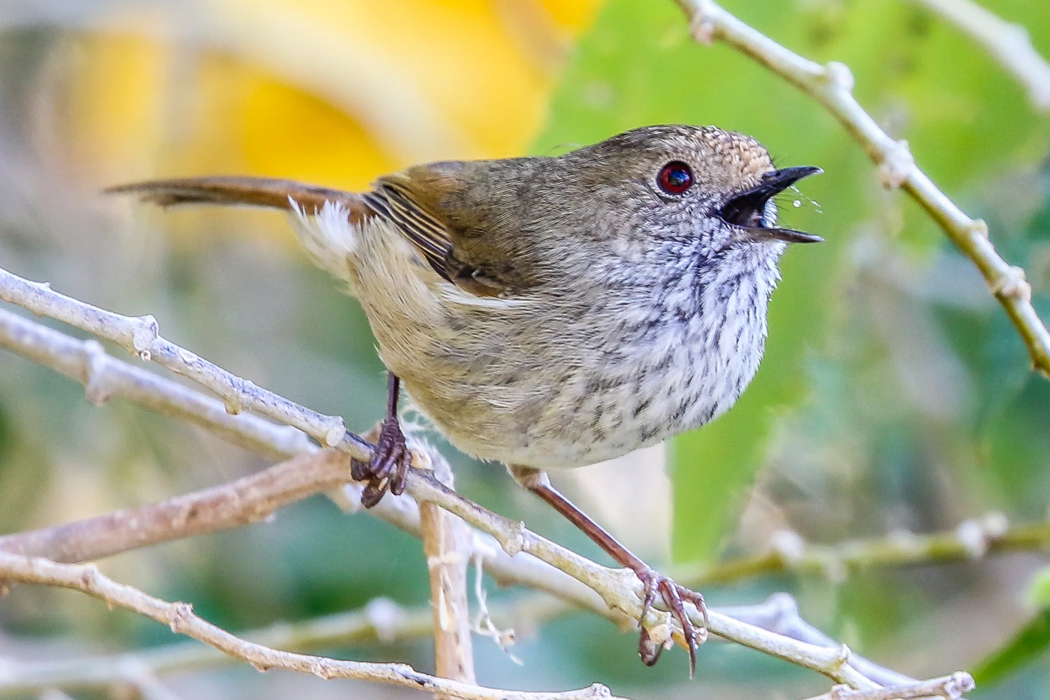 Australian Birds Of The Bush - Australia's Wonderful Birds
