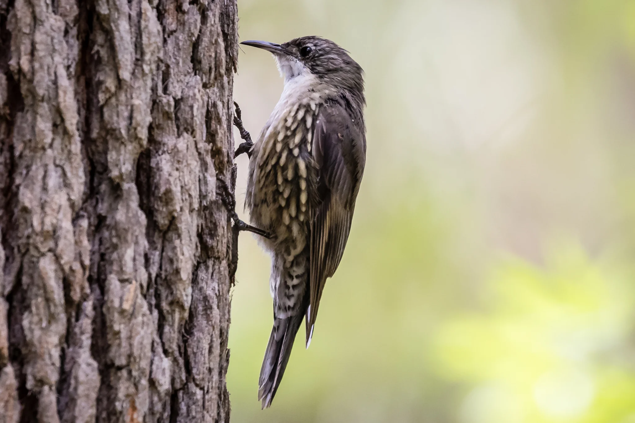 Australian Birds Of The Bush - Australia's Wonderful Birds