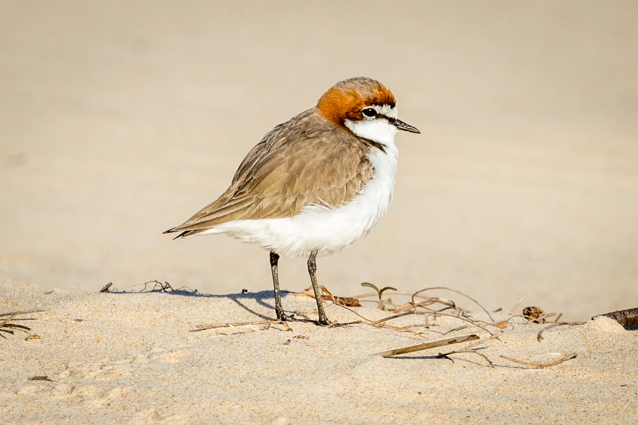 Australian Birds At The Beach - Australia's Wonderful Birds