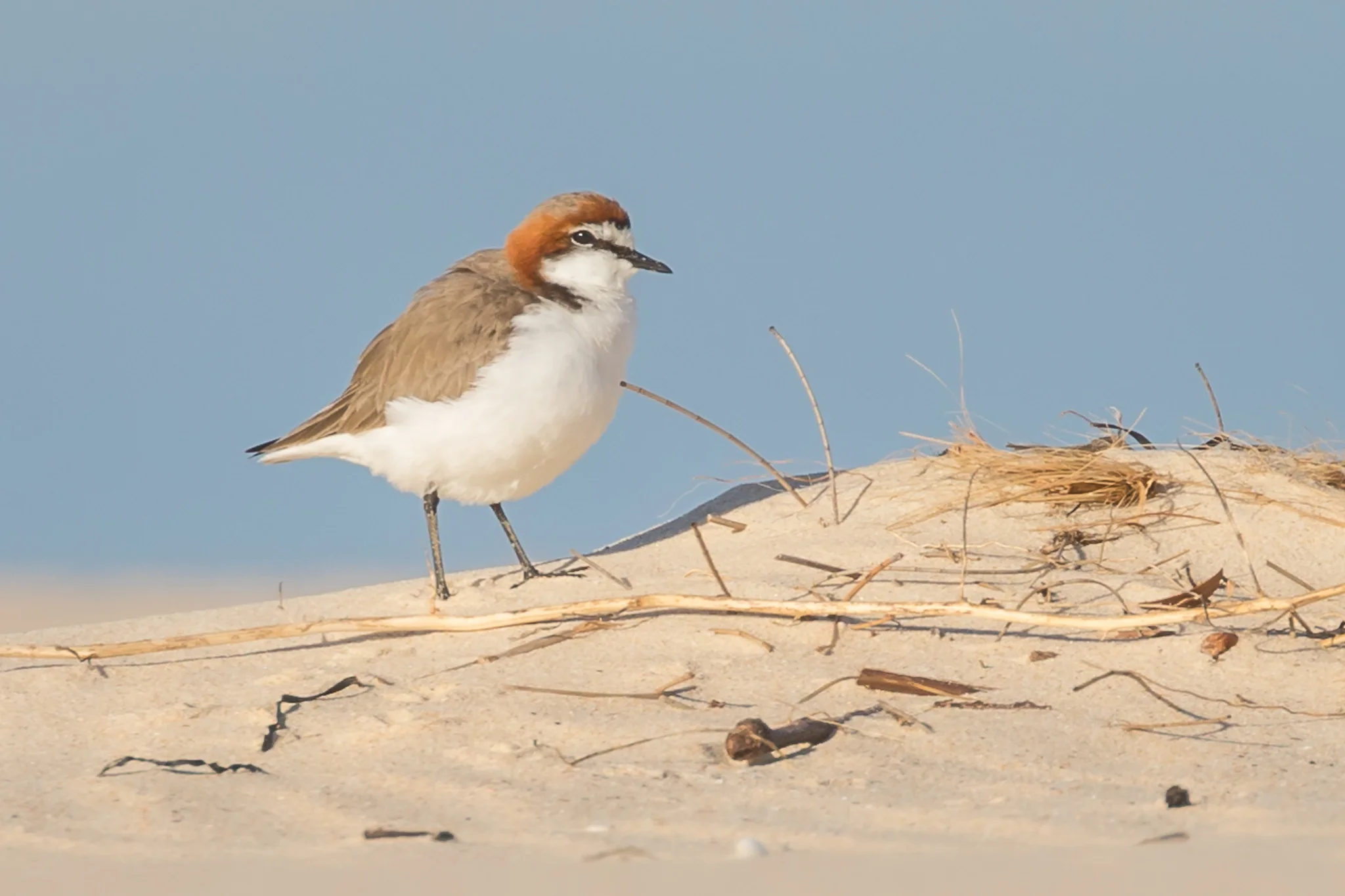 Birds of Australia - Places, Photos And Stories
