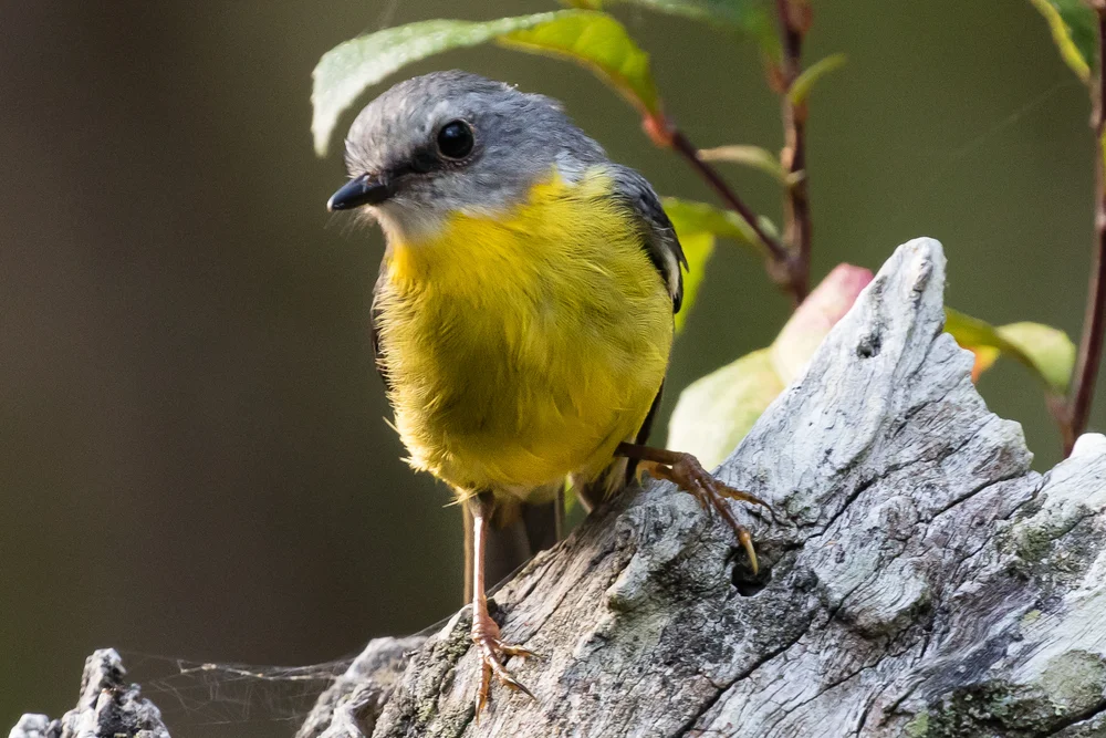 South Coast NSW Birds - Australia's Wonderful Birds