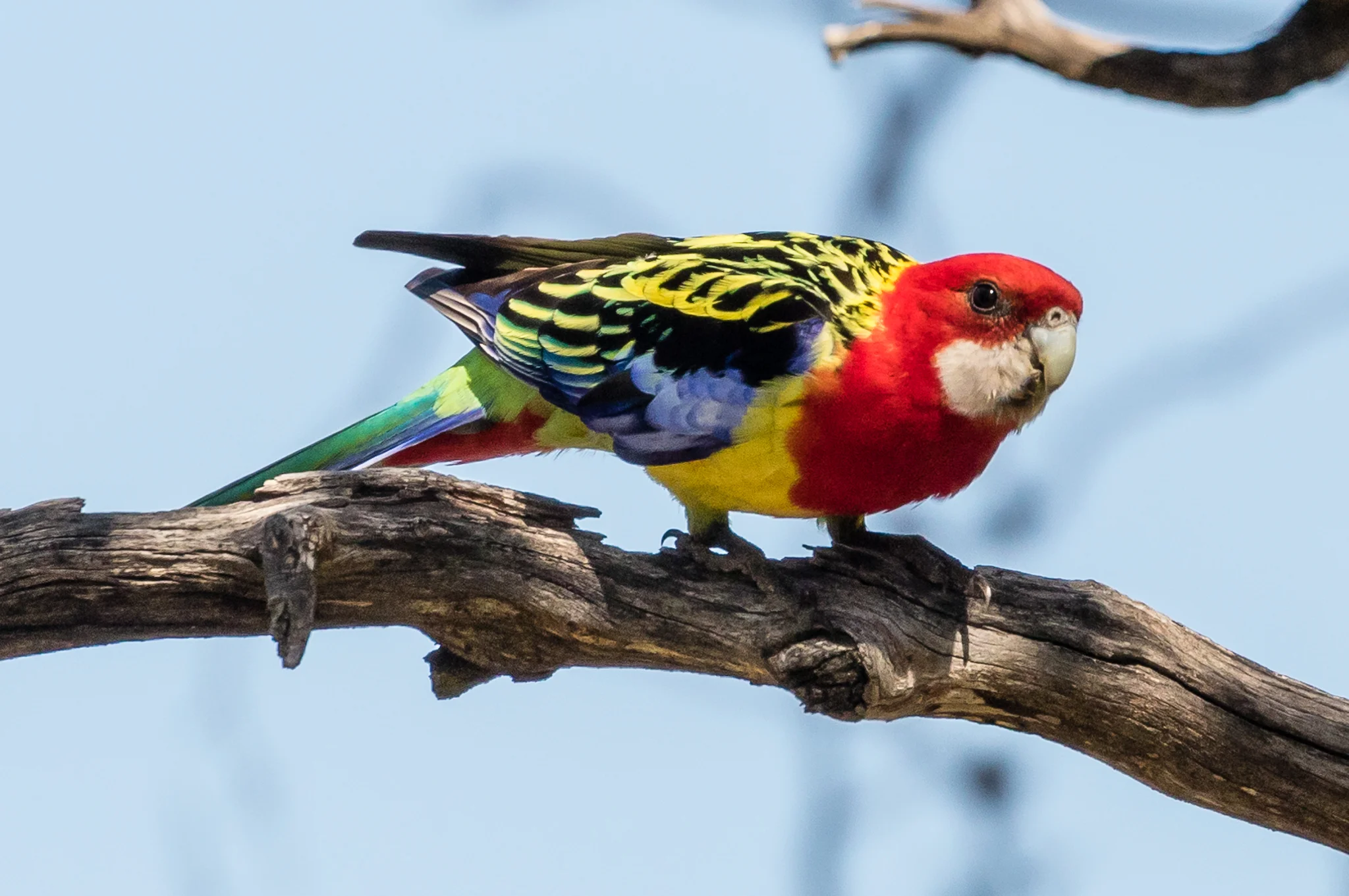Cowra NSW Birds - Australia's Wonderful Birds