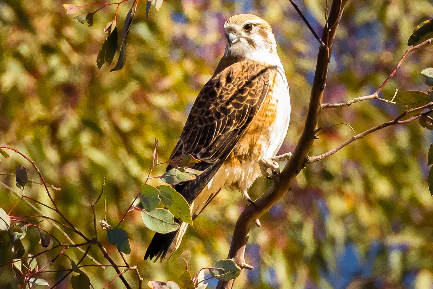 Cowra NSW Birds - Australia's Wonderful Birds