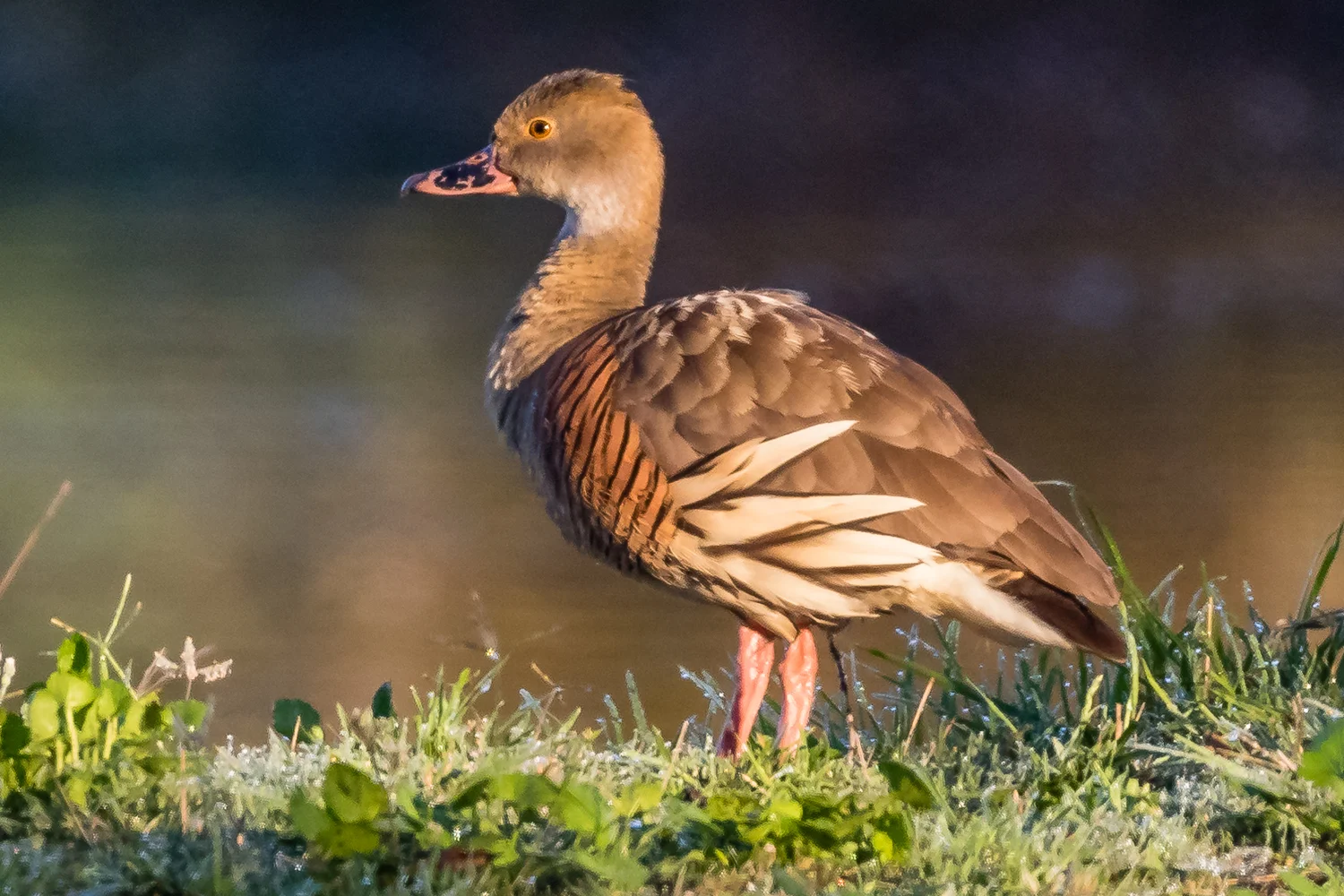 Australian Ducks - Australia's Wonderful Birds