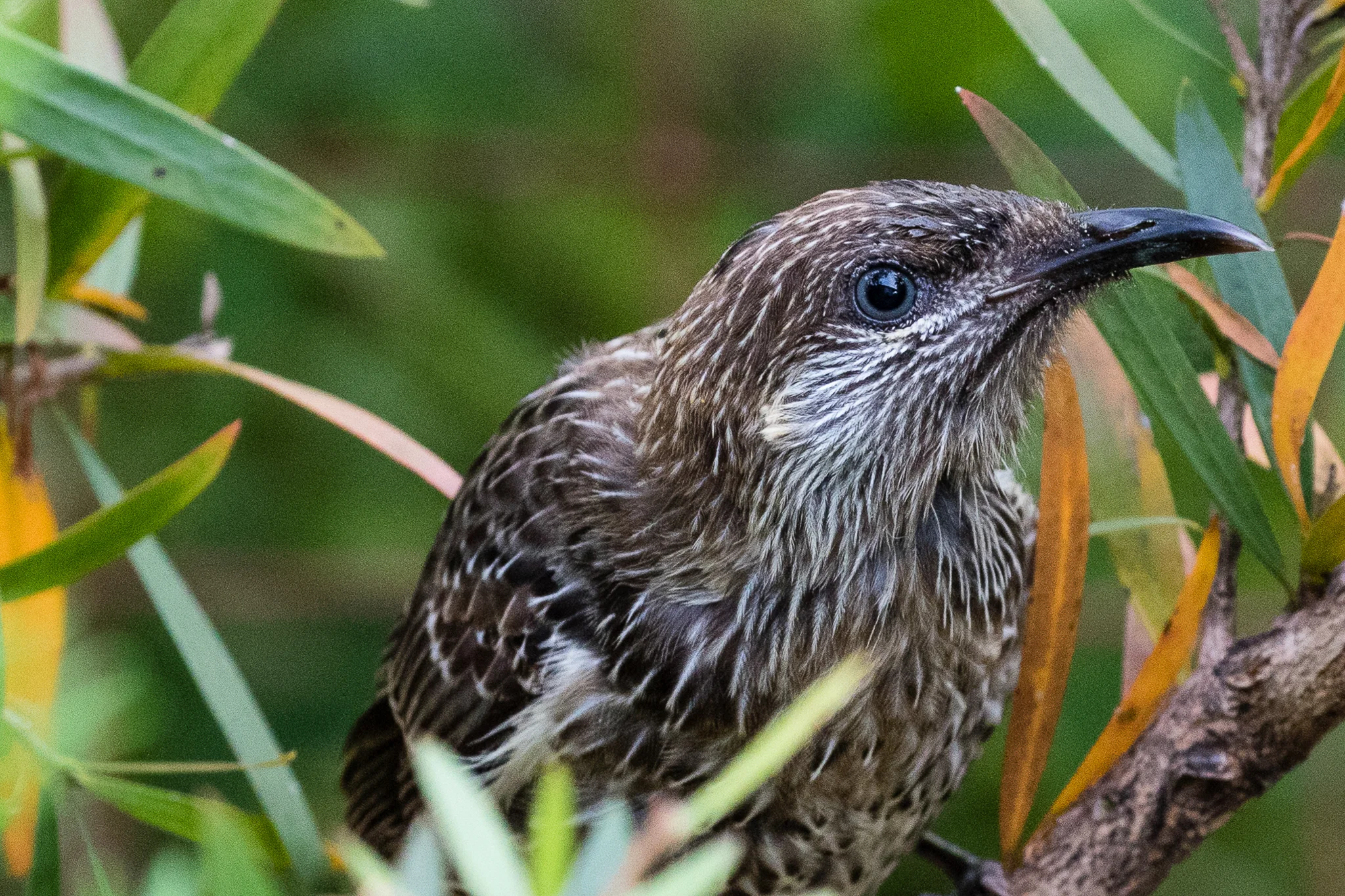Australian Honeyeaters - Australia's Wonderful Birds
