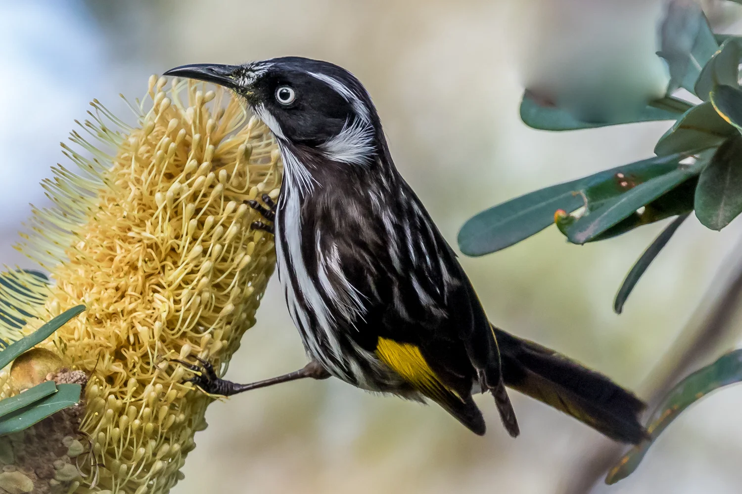 Australian Honeyeaters - Australia's Wonderful Birds