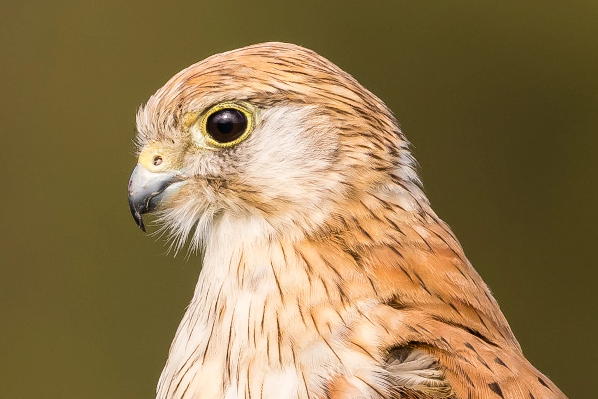 Australian Birds Of The Bush - Australia's Wonderful Birds