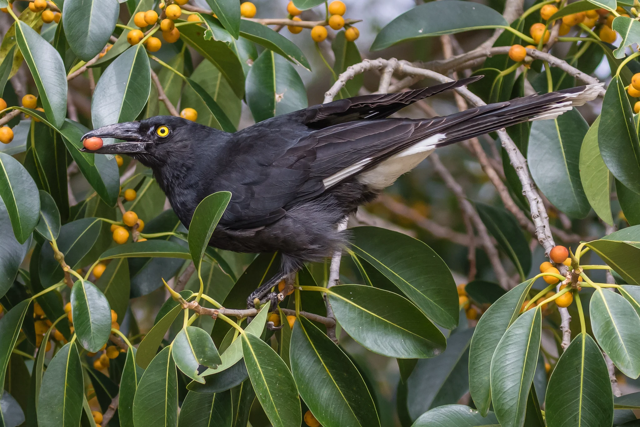 Australian Birds In The City - Australia's Wonderful Birds