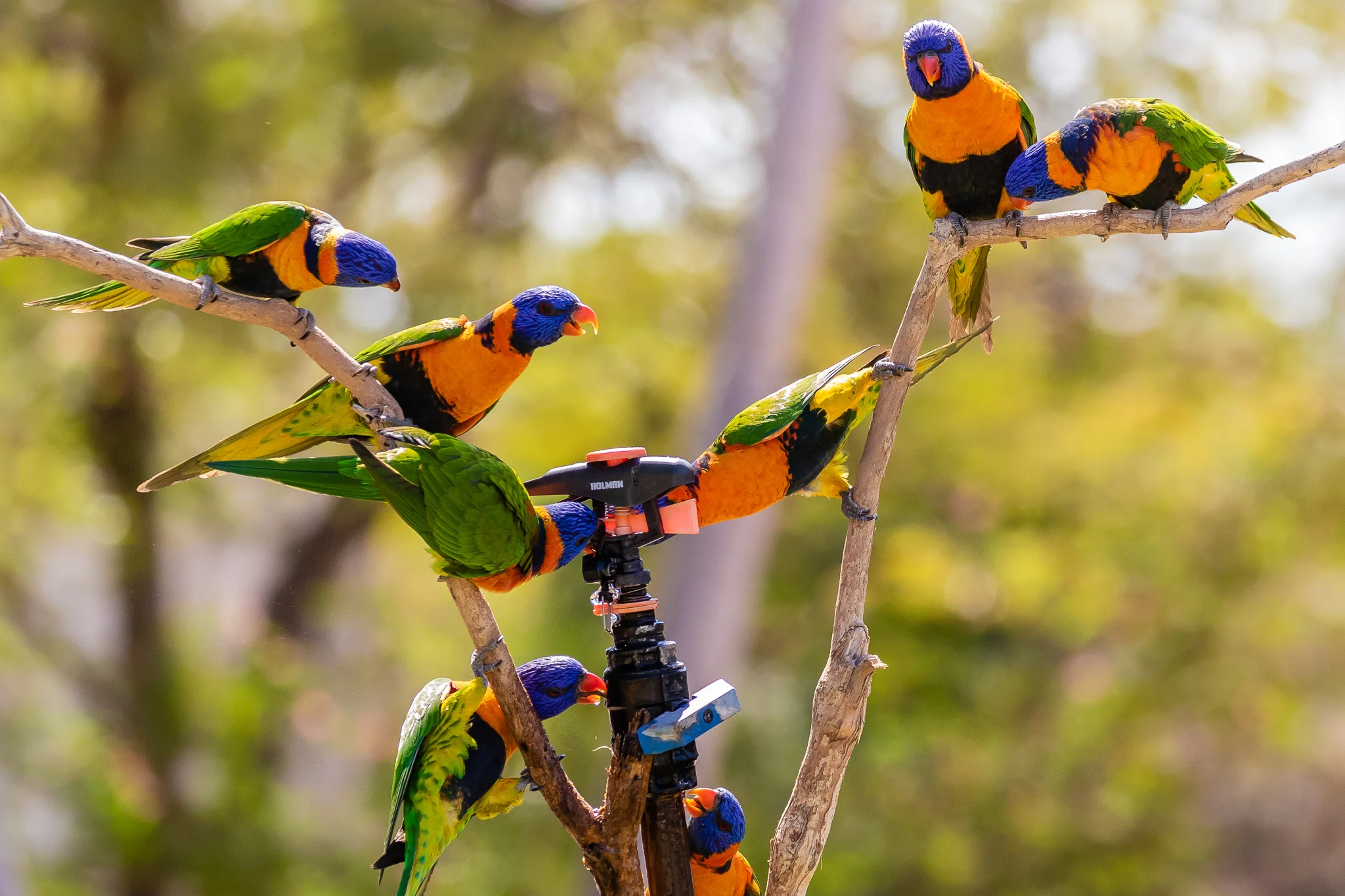 Birds of Australia - Places, Photos And Stories