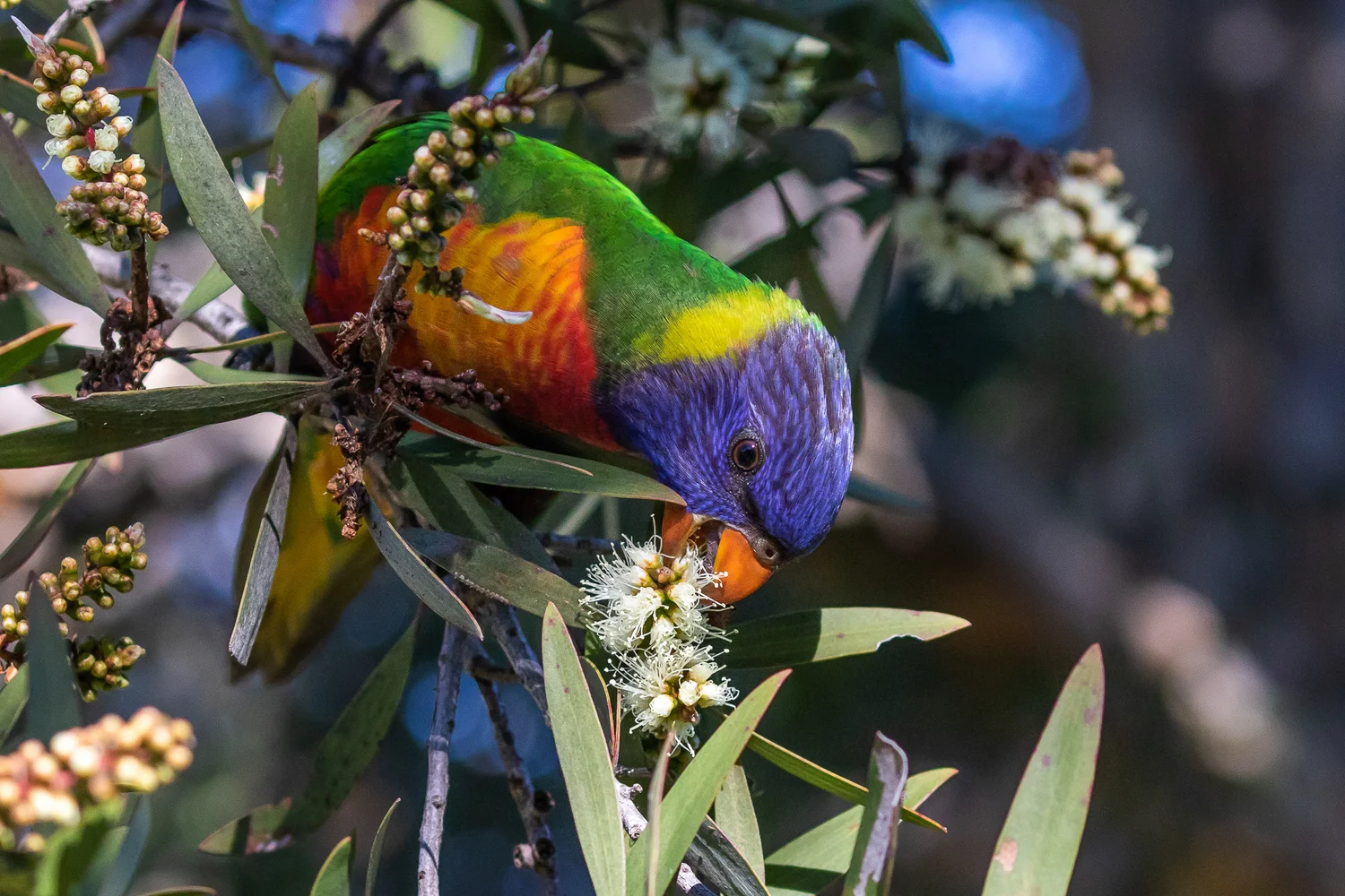 Australian Birds In The City - Australia's Wonderful Birds