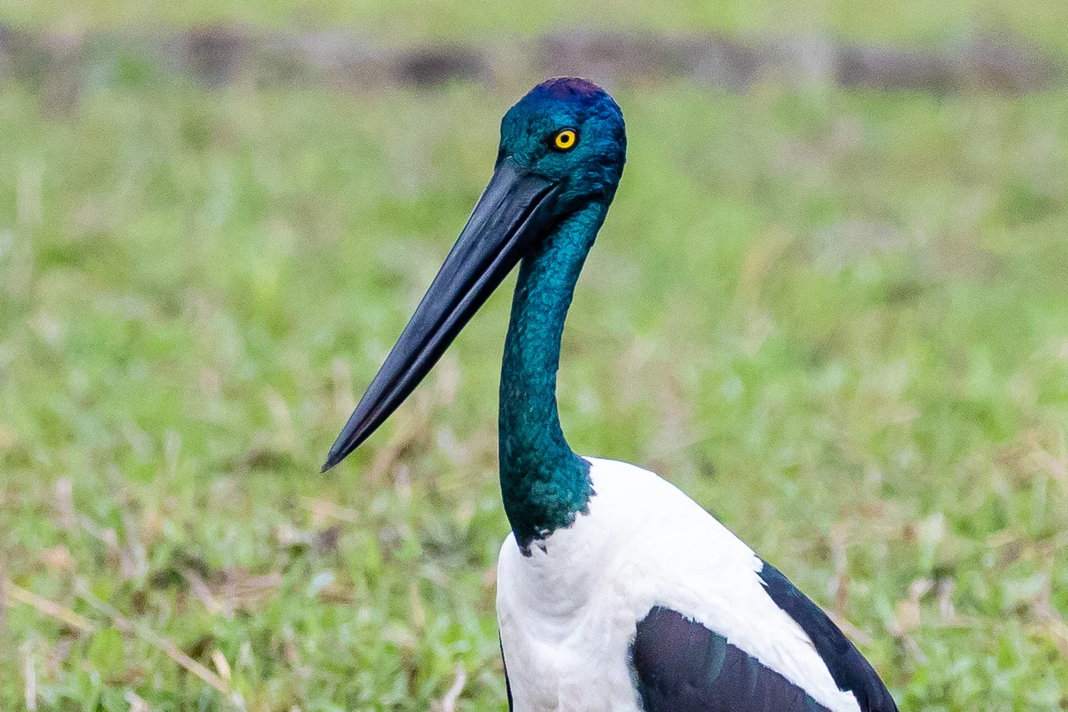 Kakadu NT Birds - Australia's Wonderful Birds