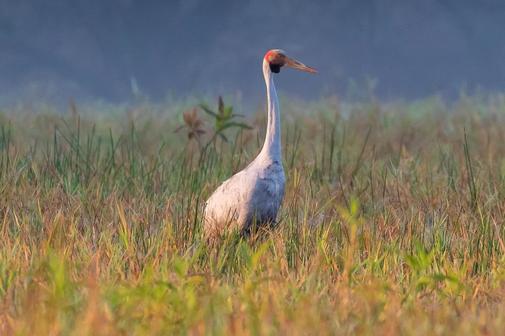 Kakadu NT Birds - Australia's Wonderful Birds