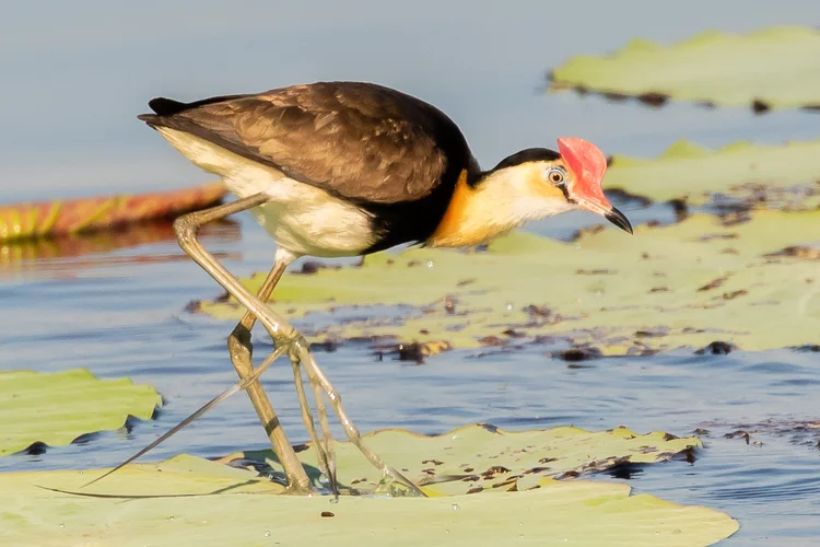 Darwin NT Birds - Australia's Wonderful Birds