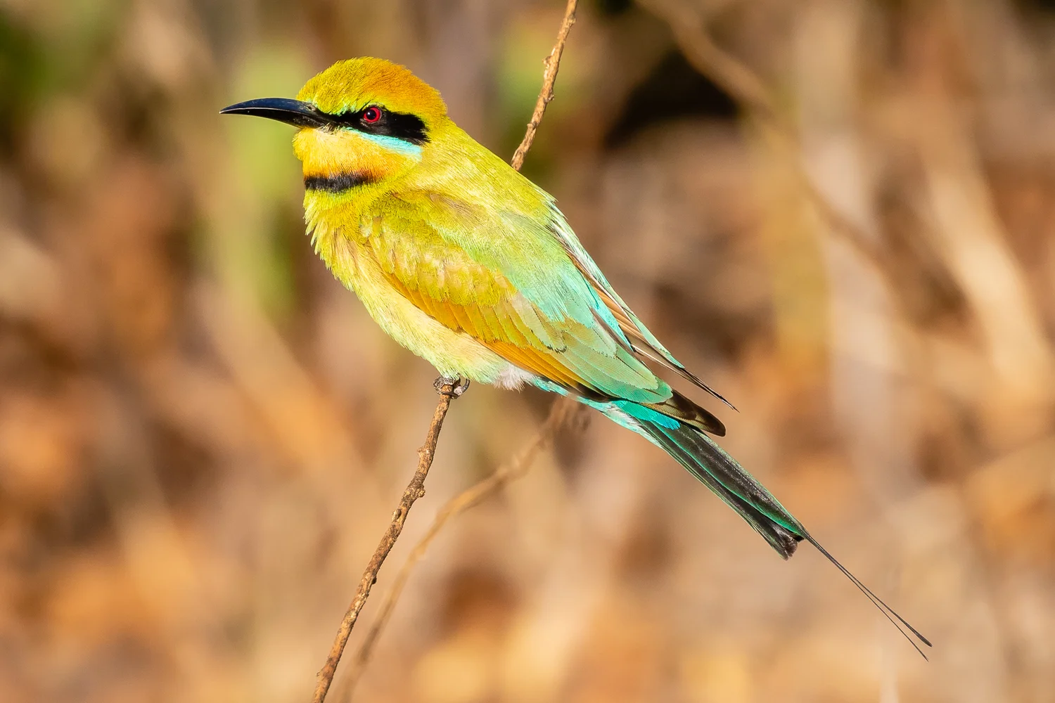 Darwin NT Birds - Australia's Wonderful Birds