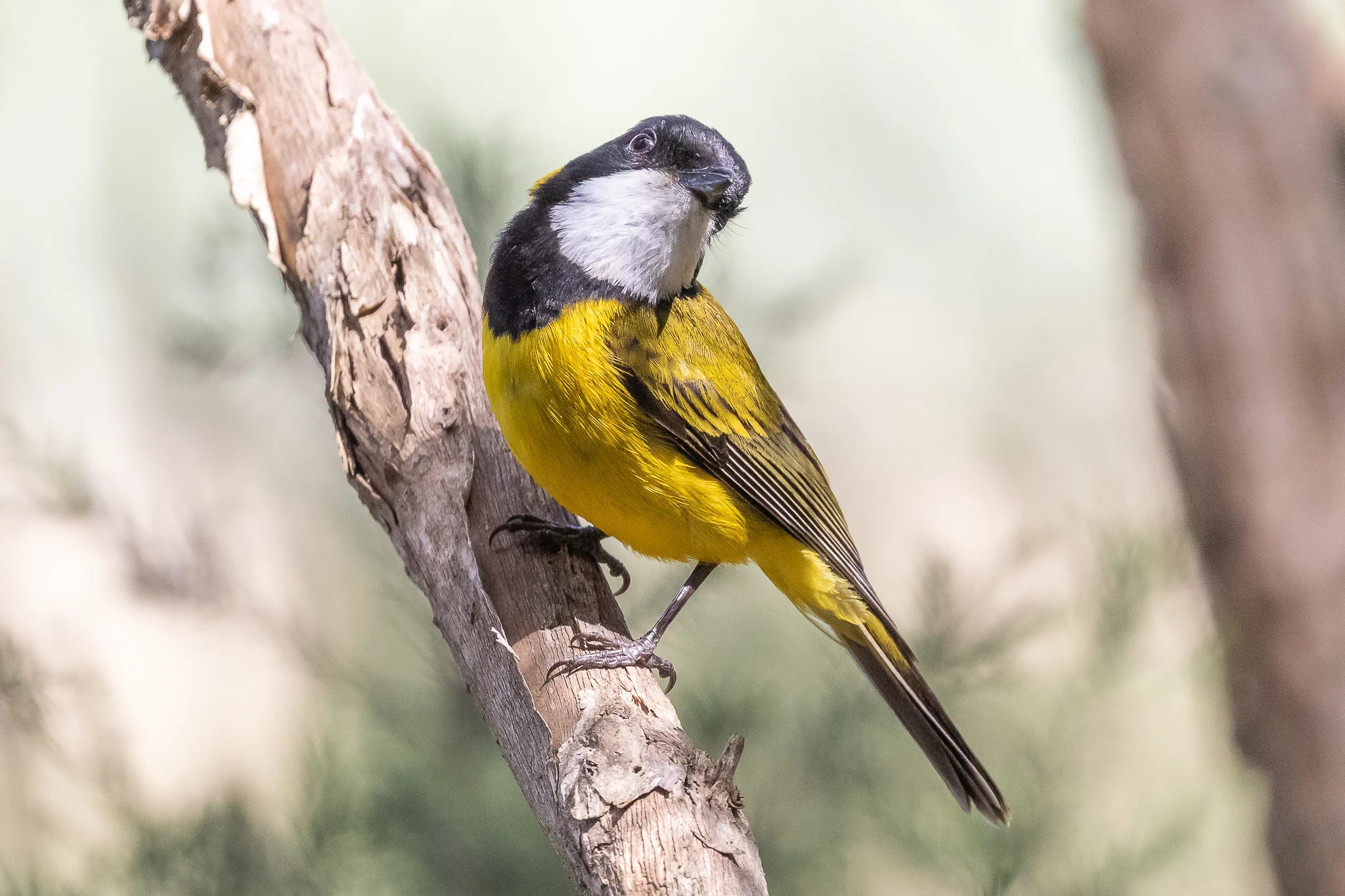 South Coast NSW Birds - Australia's Wonderful Birds