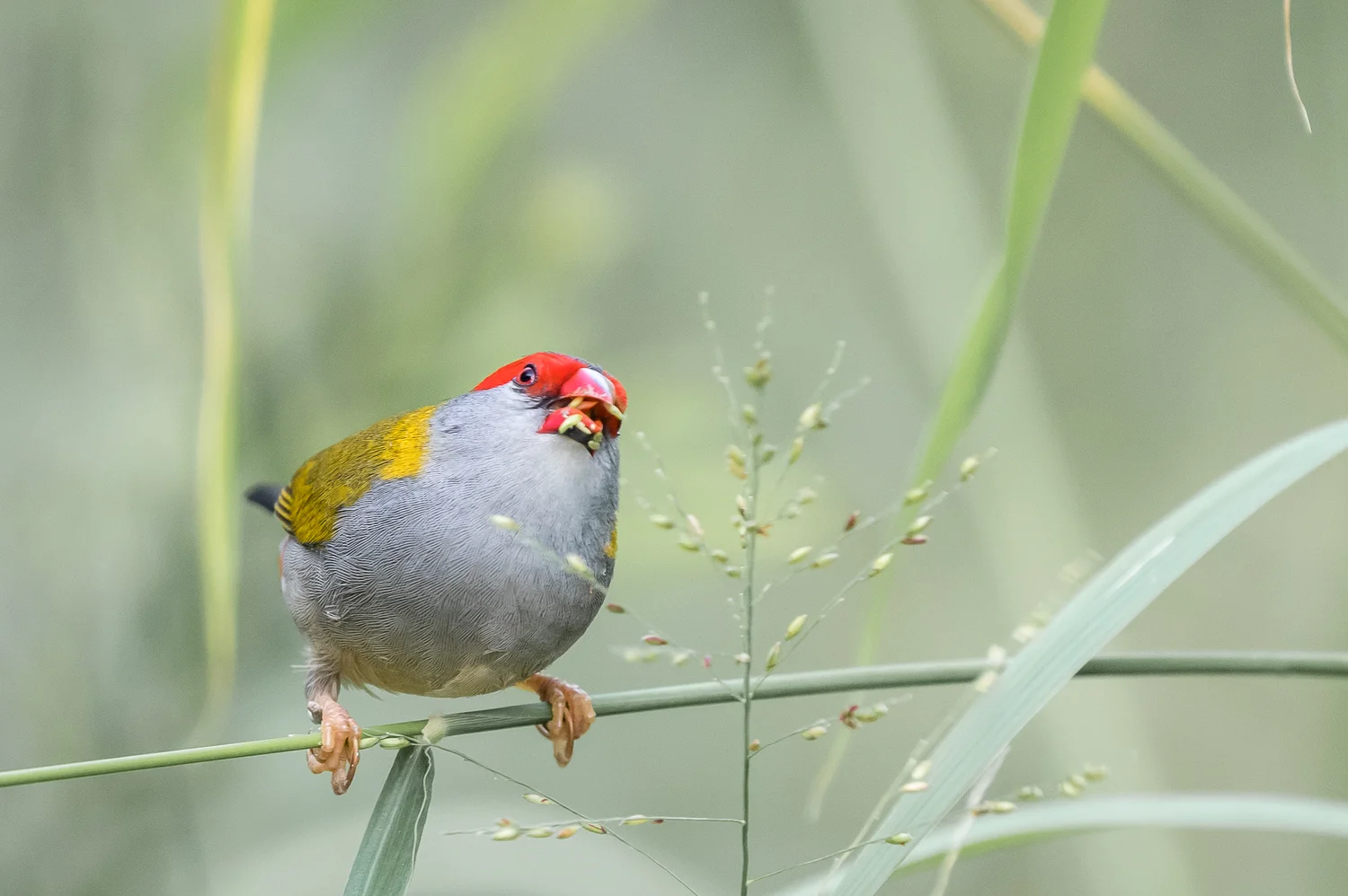 Australian Finches - Australia's Wonderful Birds