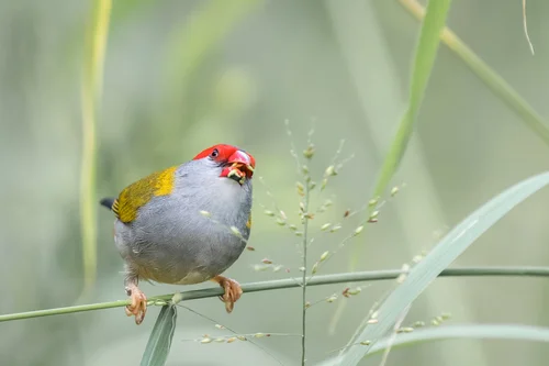 Australian Finches - Australia's Wonderful Birds