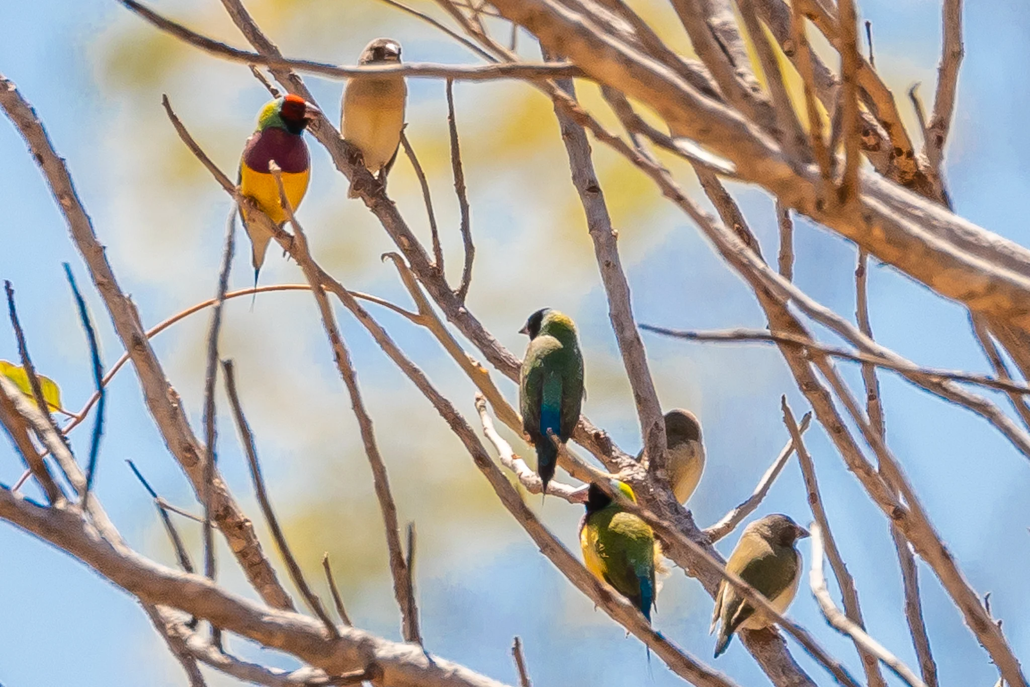 Australian Finches - Australia's Wonderful Birds