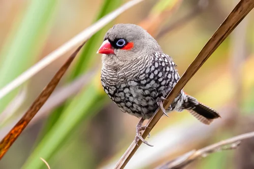 Australian Finches - Australia's Wonderful Birds