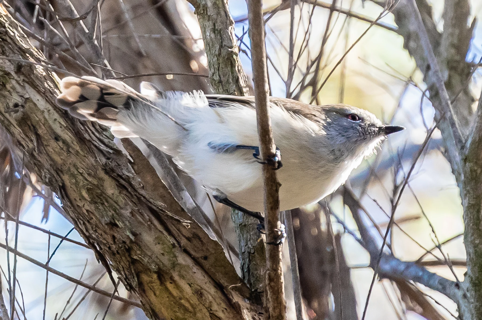 Perth Western Australia Birds - Australia's Wonderful Birds